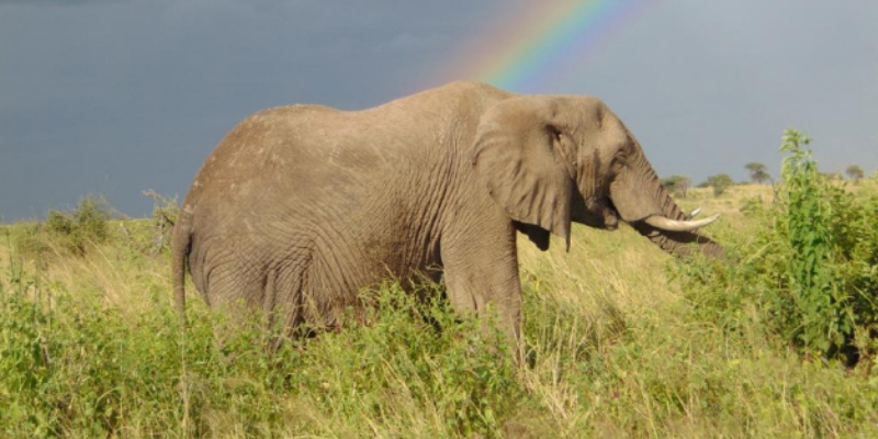 Tanzanian Elephant Conservation - Tanzanian Elephant Foundation