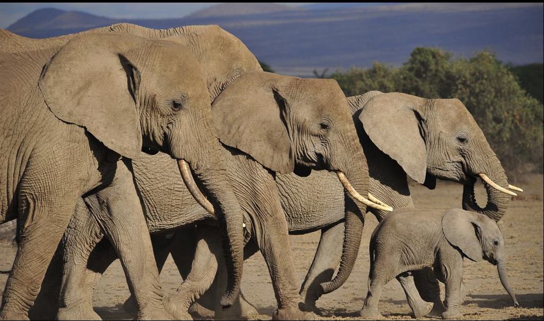 Elephant Research and Monitoring - Tanzanian Elephant Foundation