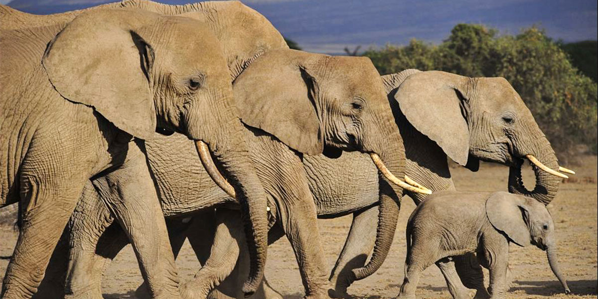 Elephant Research and Monitoring - Tanzanian Elephant Foundation