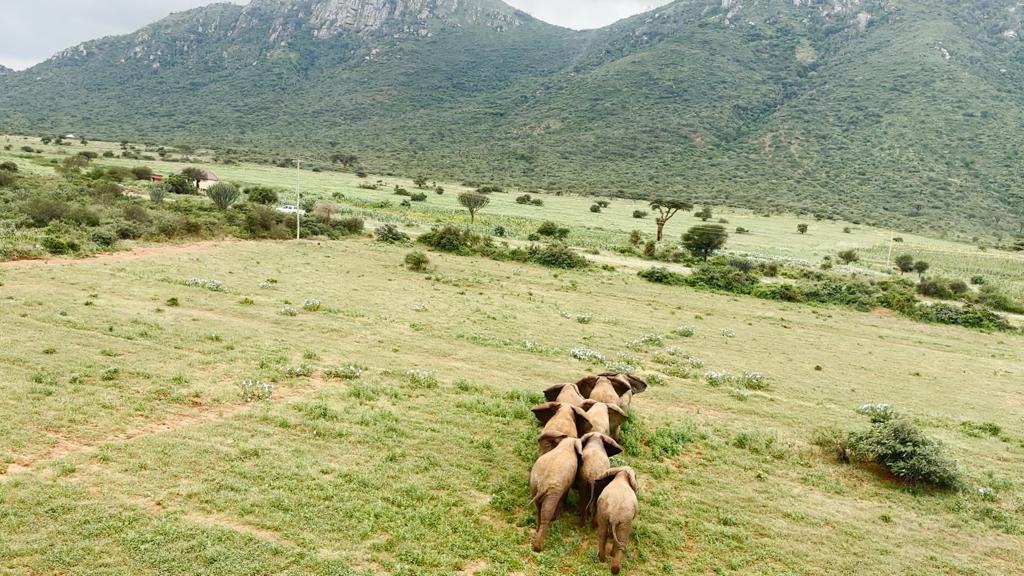 Elephant Research And Monitoring Tanzanian Elephant Foundation
